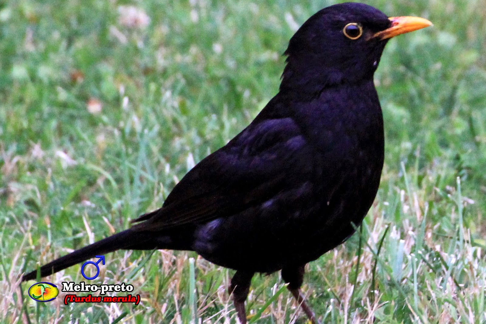 Zoologia: Melro-preto (Turdus merula)